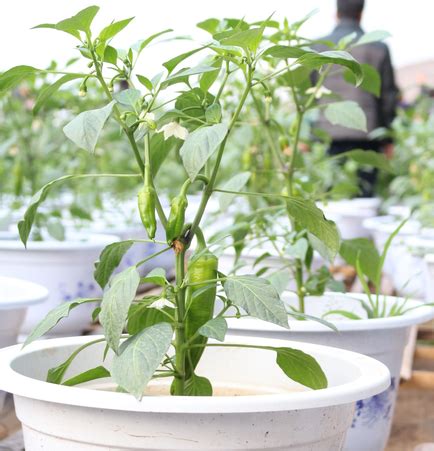 盆栽辣椒种植方法 无土栽培技术 寿光市九合农业发展有限公司