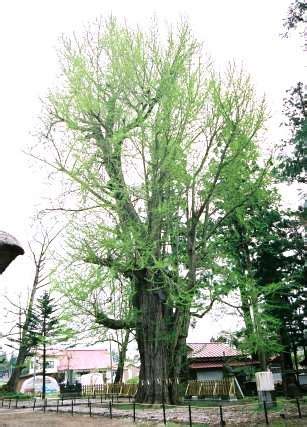 新宮熊野神社の大イチョウ 巨樹樹の国日本