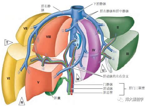 肝内静脉分支大山谷图库