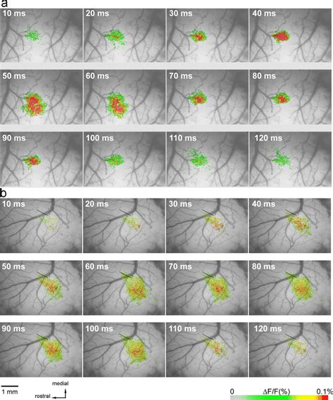 fig ure 1 voltage sensitive dye optical imaging in the barrel cortex