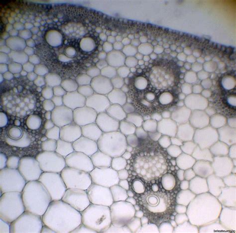 Проводящи тъкани Botanica Gallery