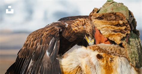 A Golden Eagle Eats Its Prey Photo Free Eagle Image On Unsplash