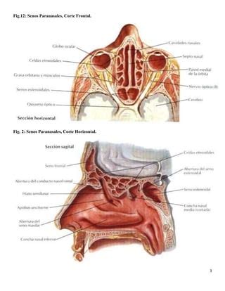 Anatomía De Los Senos Paranasales Docx