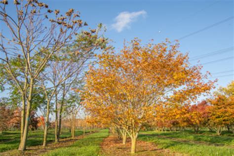 Multi Stem Trees Trees Range Ebben Nurseries