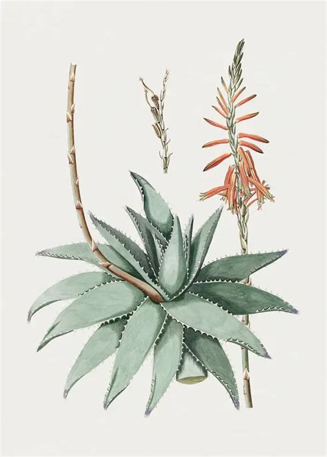 알로에 베라 껍질에서 발견된 살충 효과 농약 대신 사용할 수 있을까 Botanical House