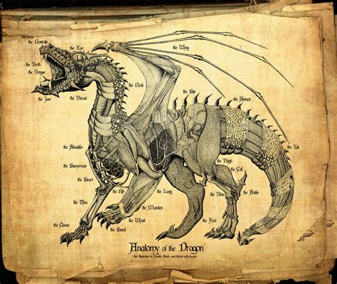 Dragon Anatomy 24x36 Canvas Print Etsy