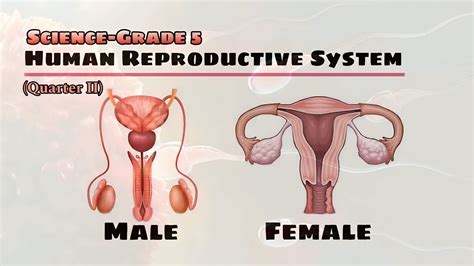 Human Reproductive System Science Grade 5 Learn With Us Education