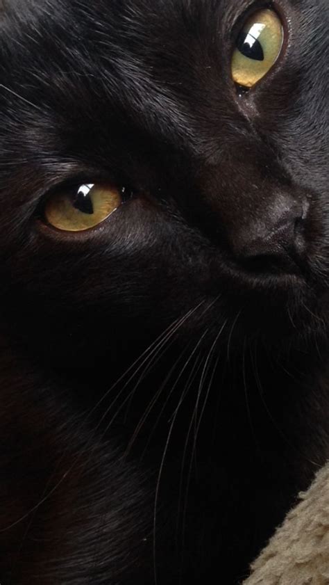 Pin By Loginova Larisa On Коты и кошки Beautiful Cats Cute Black Cats Black Cat Aesthetic