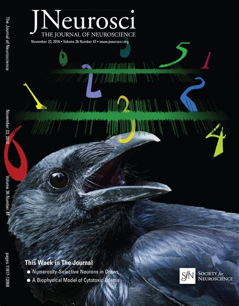 Sex In Context Limitations Of Animal Studies For Addressing Human Sex