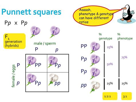 Ppt Unit 10 Mendelian Genetics And Heredity Powerpoint Presentation