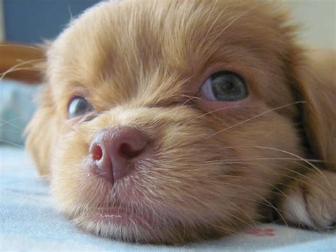 무료 이미지 귀엽다 착한 애 친구 발바리 코 척골가 있는 라사 어소 무심한 킹 찰스 발 바리 비비 포유