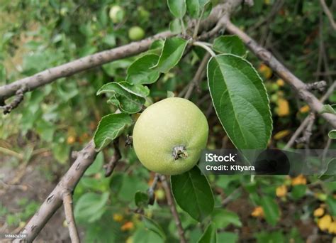 정원에있는 나무에 녹색 사과 하나 사과에서 위에서보십시오 녹색 사과가 나무에 익습니다 정원에서 사과의 여름 수확 0명에 대한 스톡 사진 및 기타 이미지 Istock