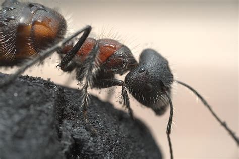 The Hidden Dangers Of Carpenter Ants In North Carolina Homes Pisgah
