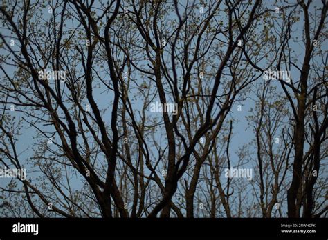 Tree Branches Texture From Branches Natural Background Plant Against