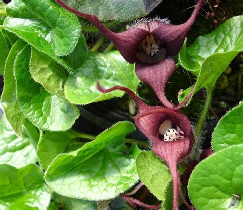 Asarum Caudatum Wild Ginger Shade Garden Plants Wild Ginger Native