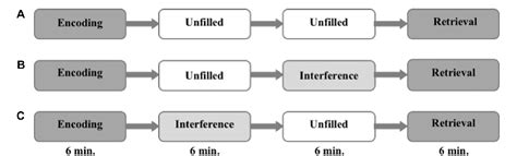Figure 1 From Differential Effect Of Retroactive Interference On Object And Spatial Memory In