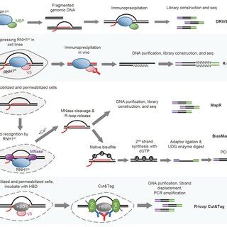 PDF Recent Progress On R Loop Biology From Detection Methods To Biological Functions