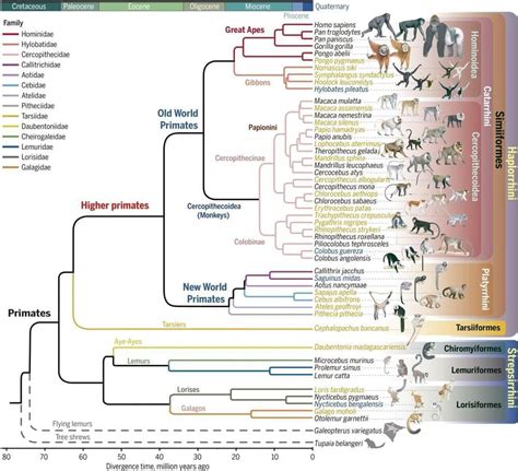The Primate Genome Project Unlocks Hidden Secrets Of Primate Evolution Lifeboat News The Blog