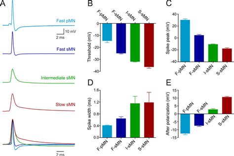 Action Potential Waveform Properties In The Different Mn Pools A The Download Scientific