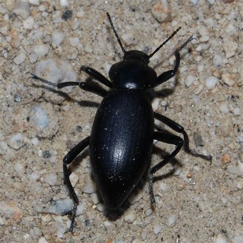 Eleodes Dentipes Dentate Stink Beetle Identification Facts And