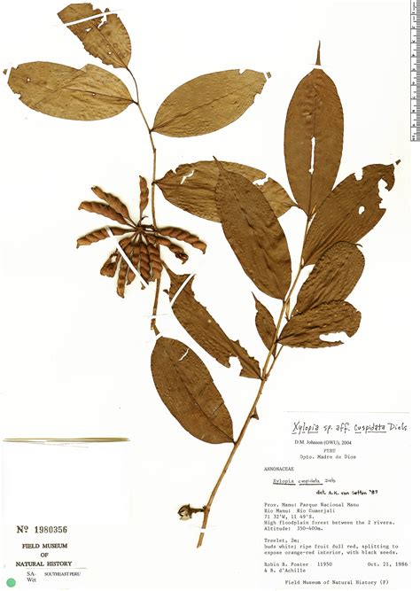 Xylopia Cuspidata Rapid Reference The Field Museum