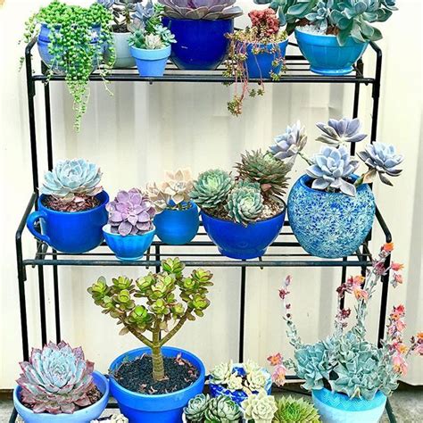 I Love Blue What More Can I Say 💙💙💙💙💙 Succulents Blue Theme