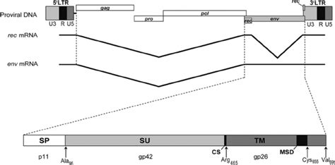 Genomic Organization Of The Herv K113 Provirus And Its Envelope