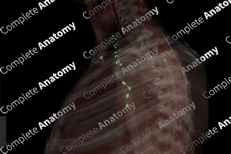Deep Axillary Nodes Left Complete Anatomy