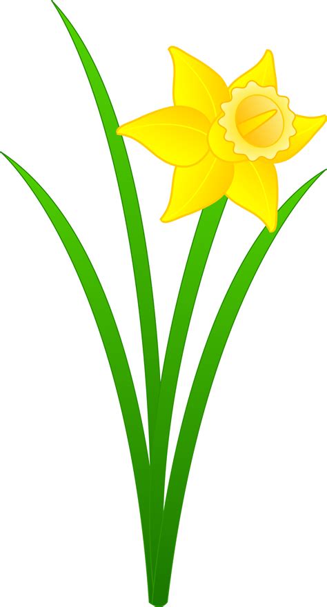 Daffodils Clipart