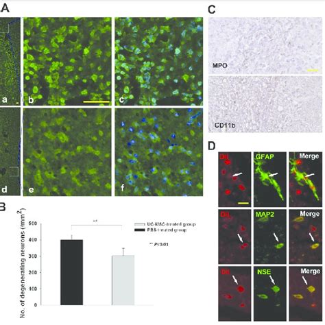 Charaterization Of Uc Msc A Cell Surface Phenotype Profile Of Uc Msc