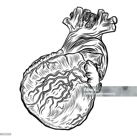 인간의 심장 해부학입니다 빈티지 스타일에 그려진된 그림을 손 육체 문신 개념에 대 한 디자인입니다 벡터입니다 건강관리와 의술에 대한 스톡 벡터 아트 및 기타 이미지 Istock
