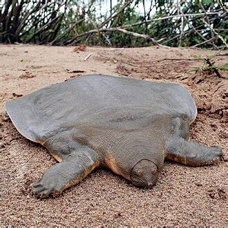 Asian Giant Softshell Turtle Wikipedia