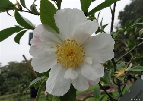 Hinode Gumo Cultivars International Camellia Register