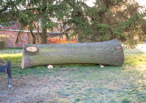 A Huge Log Lying On The Ground Under Fir Trees Stock Image Image Of