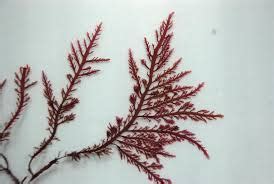 石花菜 于萱的生物筆記