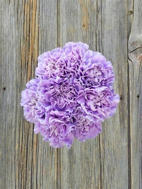Wholesale Moonaqua Lavender Carnations Delivered Online Flowerfarm