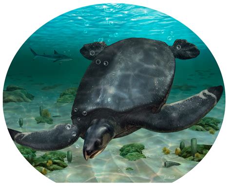 Detect Newly Hatched 54 Million Year Old Sea Turtle Recreates Ancient
