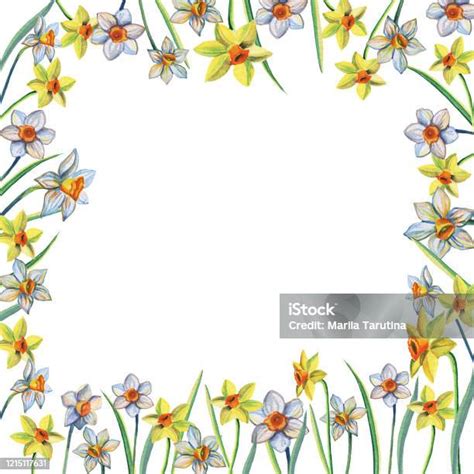 노란색과 흰색 수선화의 수채화 프레임입니다 수채화 그림 흰색 배경에 격리 0명에 대한 스톡 벡터 아트 및 기타 이미지 0명 3월 개체 그룹 Istock
