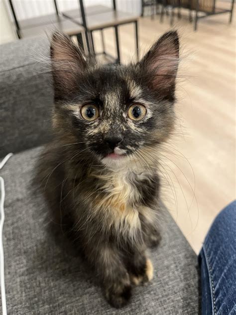 Why Did My Kitten Pee In The Shower At Evie Beirne Blog