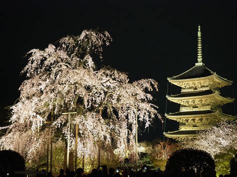 東寺 桜のライトアップ 2024年 京都旅屋
