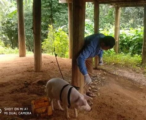 ပင်လည်ဘူးမြို့၌ တစ်ပိုင်တစ်နိုင် ဝက်မွေးမြူရေးခြံများအား ပိုးသတ်ဆေးဖျန