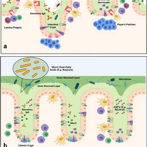 Schematic Diagrams Illustrating The Epithelial Components Of The A
