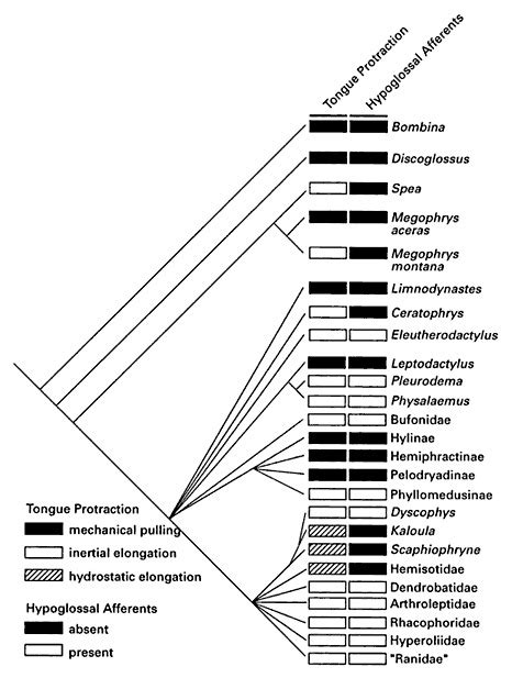 Convergent Evolution Graph