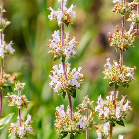 Black Sage Salvia Mellifera Mygardenlife