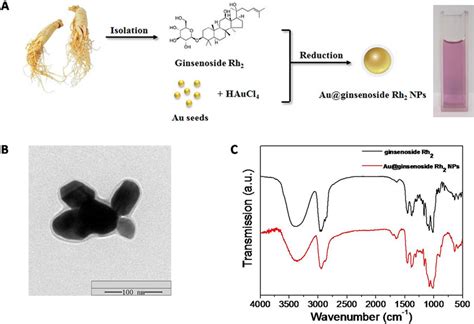 Schematic Illustration Of The Synthesis Of Auginsenoside Rh2 Nps A