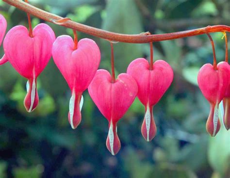 50 Most Beautiful Flowers In The World