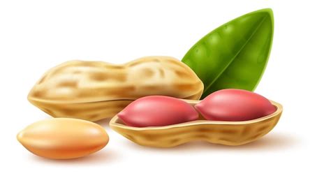 Premium Vector Realistic Nuts 3d Natural Products Dry Vegetables