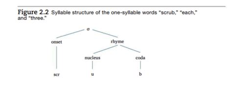 Draw A Tree Diagrams Of The Syllable Structure For The Following