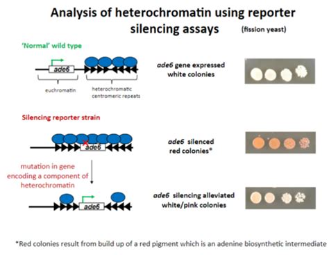 Lecture 4 Chromatin Remodeling And Transcriptional Repression
