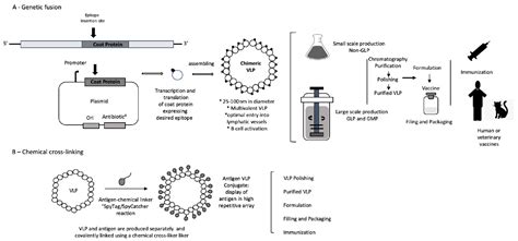 Virus Like Particles As An Immunogenic Platform For Cancer Vaccines